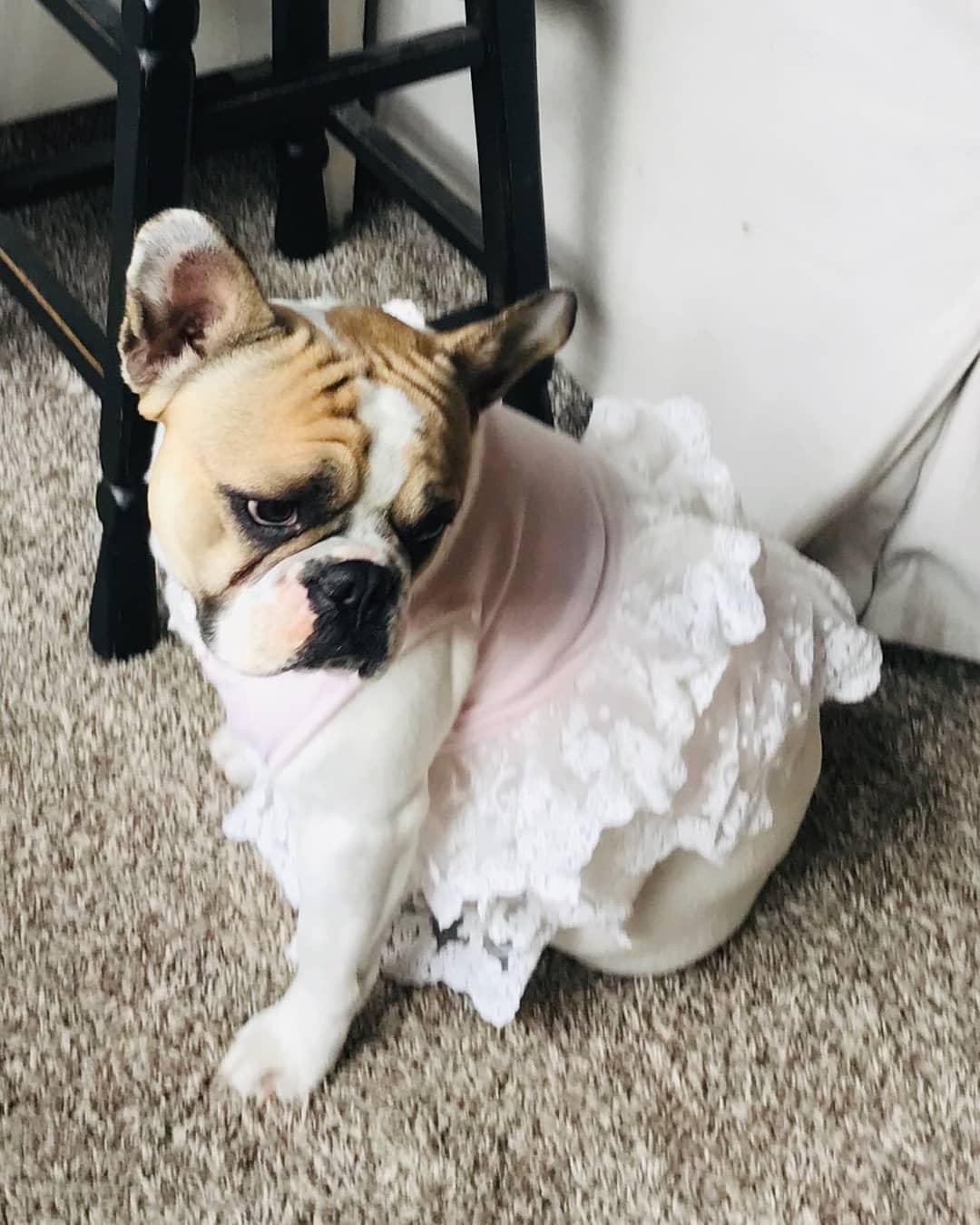 La Bear Frenchies | Happy, Healthy French Bulldog Puppies